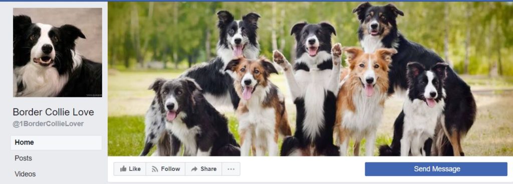 Famous Border Collies - Border Collie Love